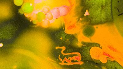 Saffron | color meaning, hex code, palettes, images