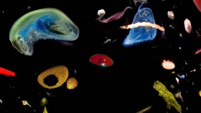 Rojo | color meaning, hex code, palettes, images